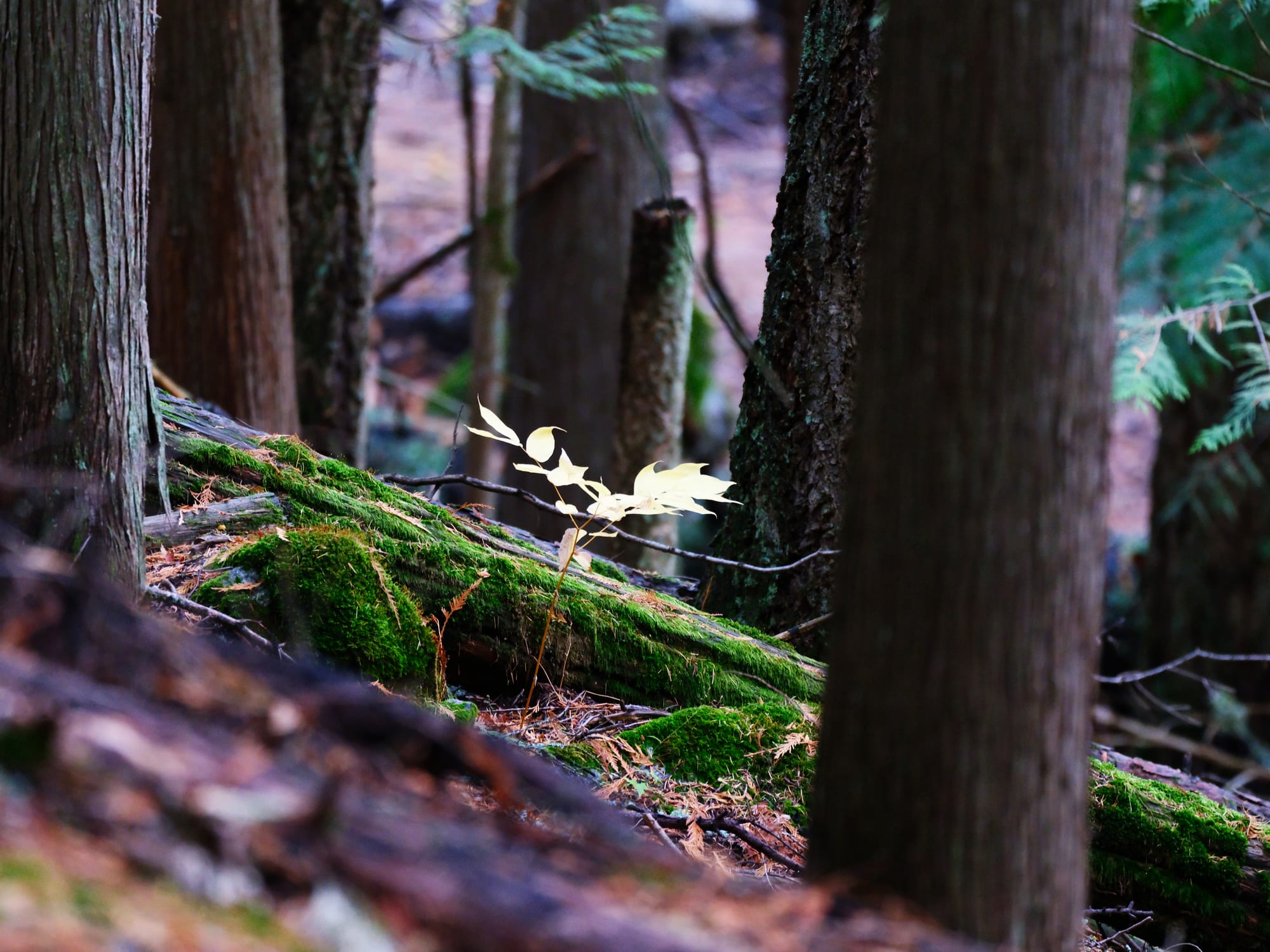 Ghosts in the Forest